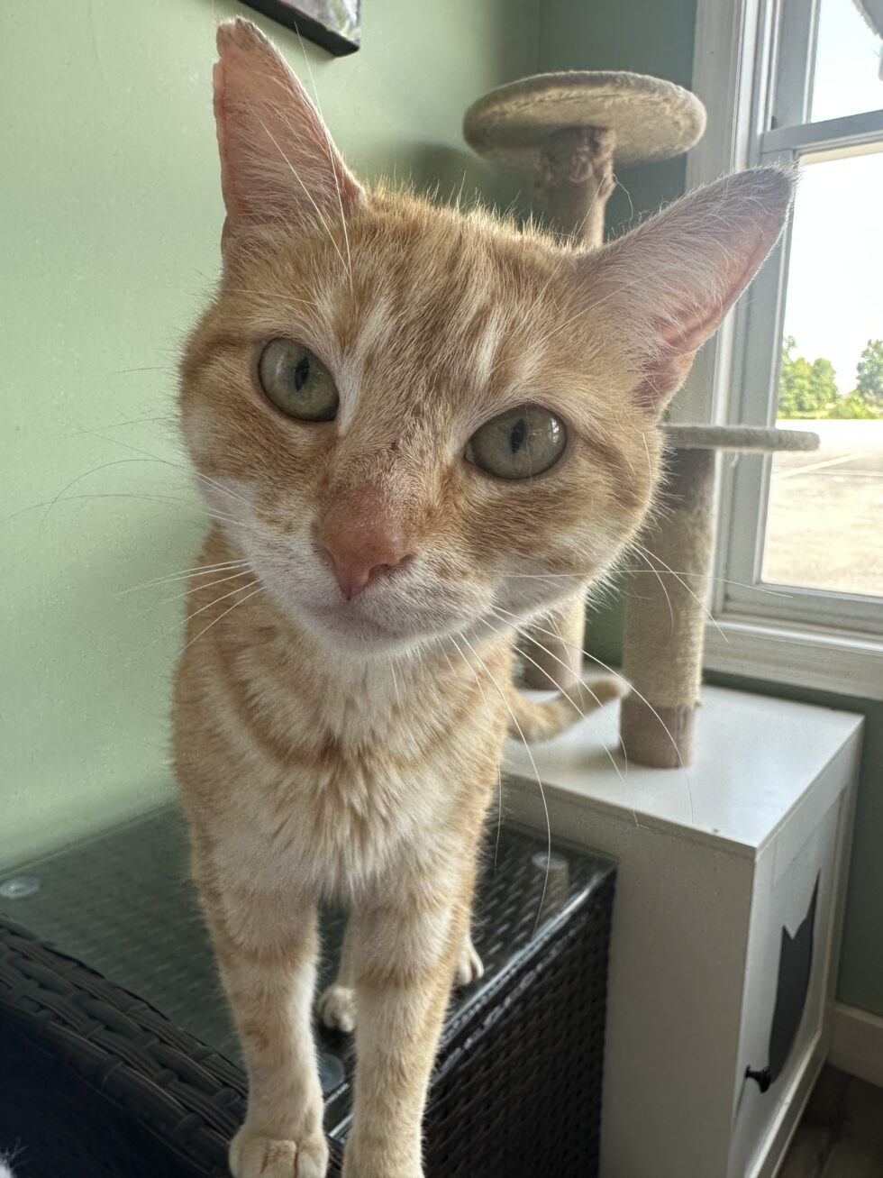 Btown Meow | Monroe County Cat Cafe