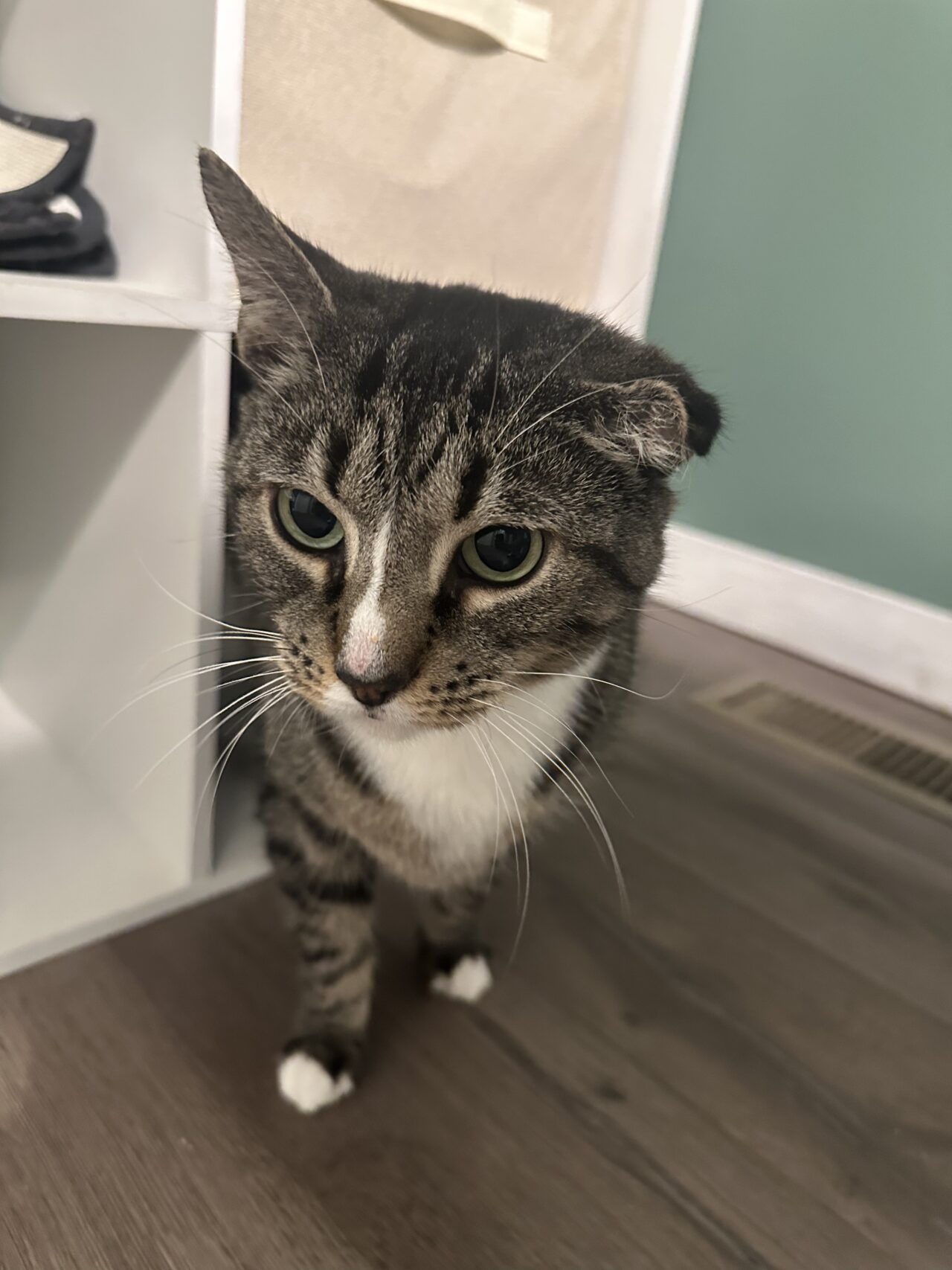 Btown Meow | Monroe County Cat Cafe
