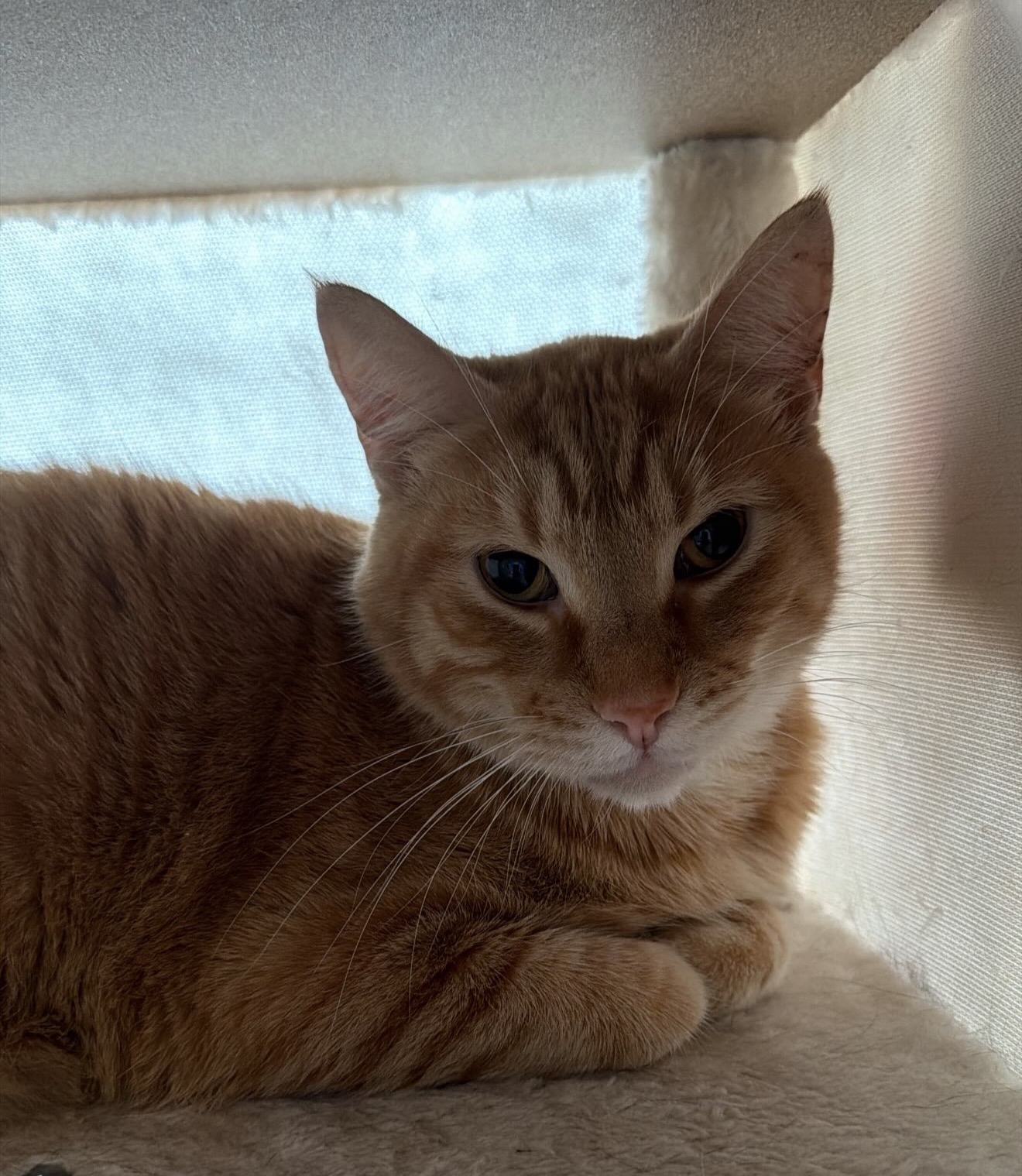 Btown Meow | Monroe County Cat Cafe